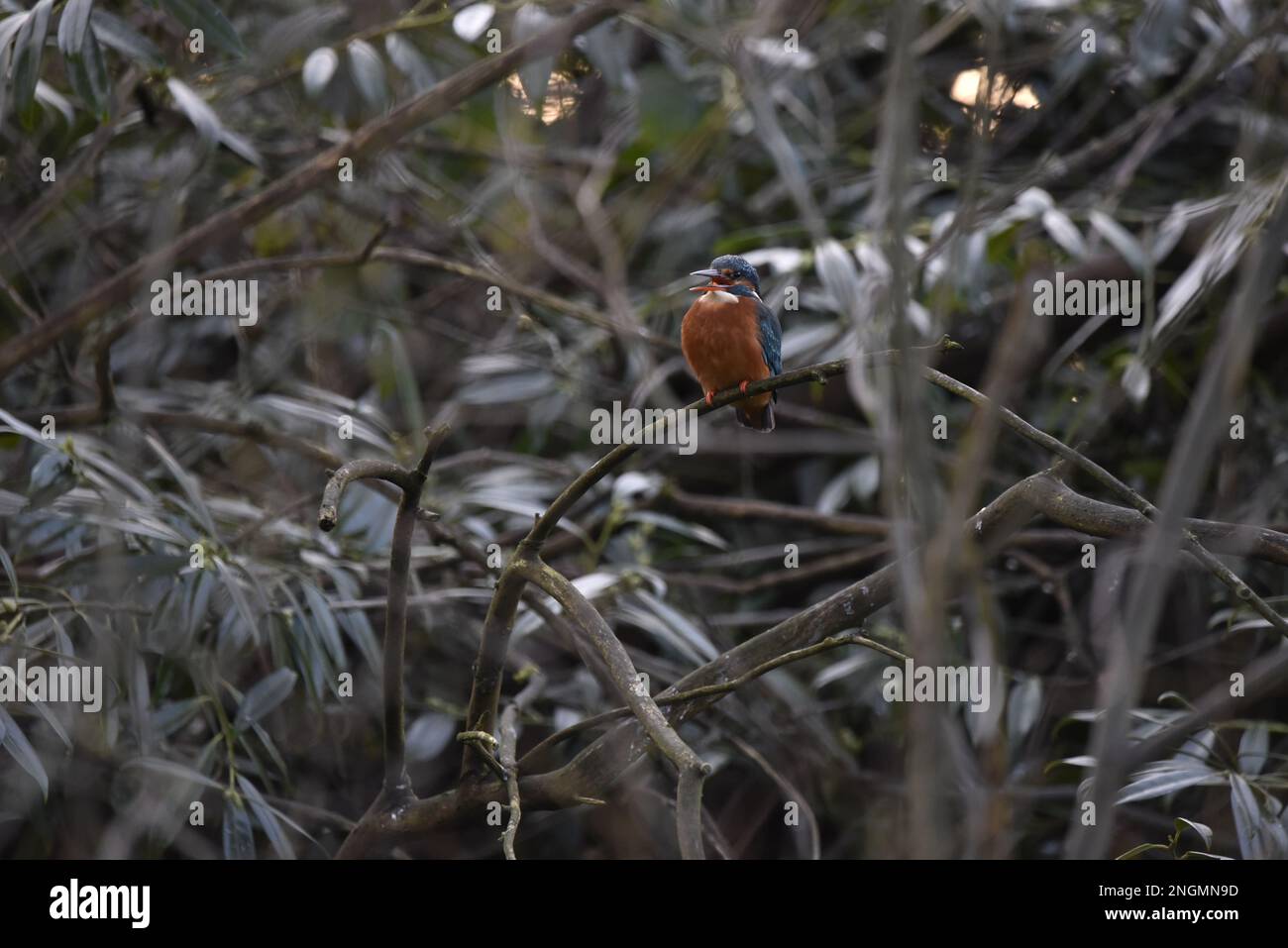 A Calling Female Common Kingfisher (Alcedo atthis) Perched on Top of ...