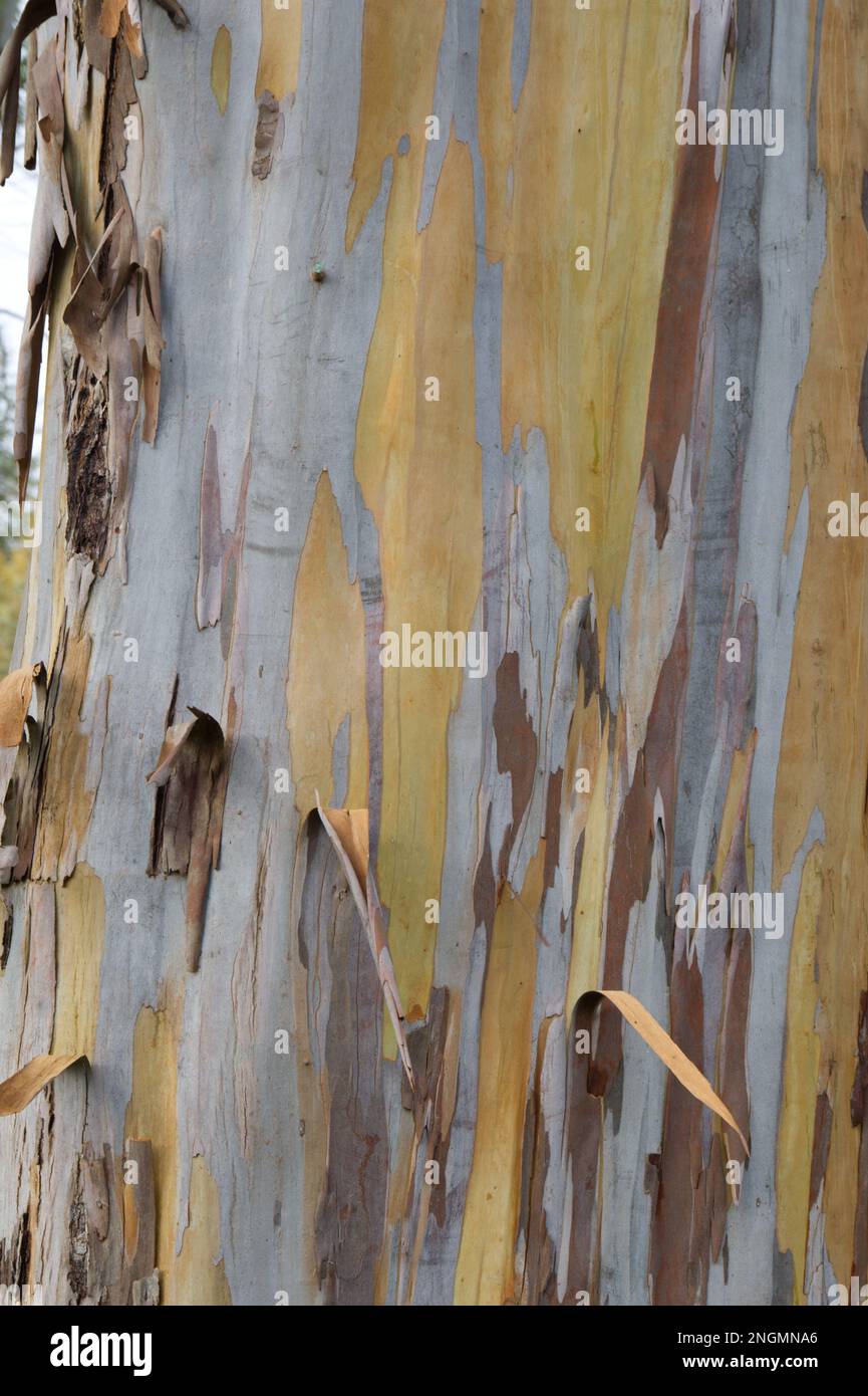 close up of the decorative coloured bark of Urn gum tree, Eucalyptus ...