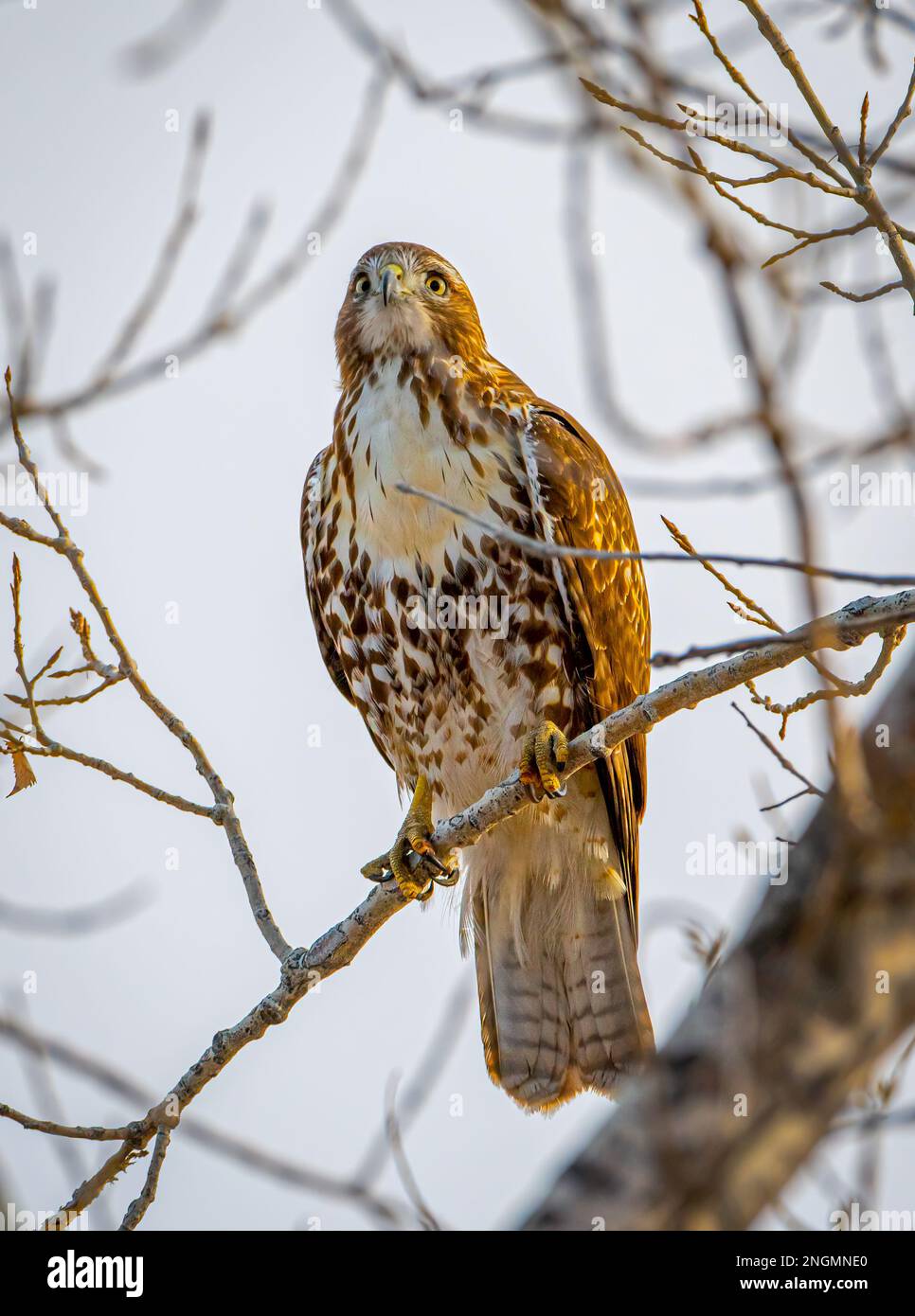 The beautiful Red-tailed Hawk was perched among the branches of a tree ...