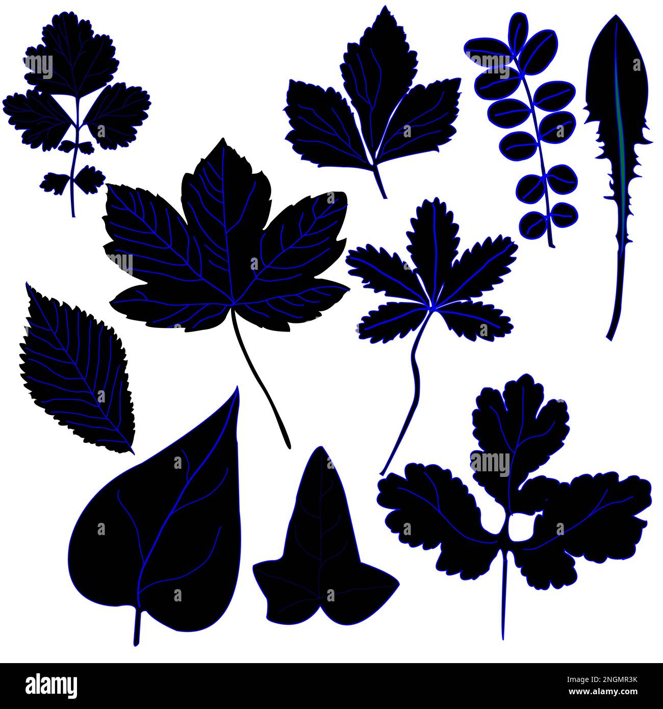 Silhouette of ten leaves with blue lines on white background; vector ...