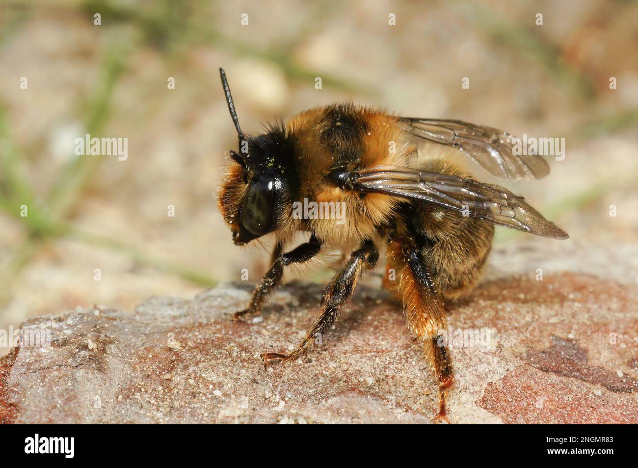 Natural closeup on a Fork-tailed Flower Bee, Anthophora furcata ...