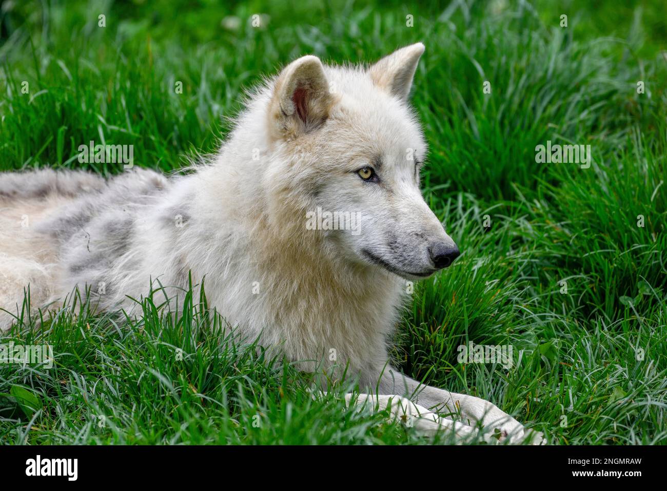 Arctic wolf (Canis lupus arctos), animal portrait, lying, Parc ...