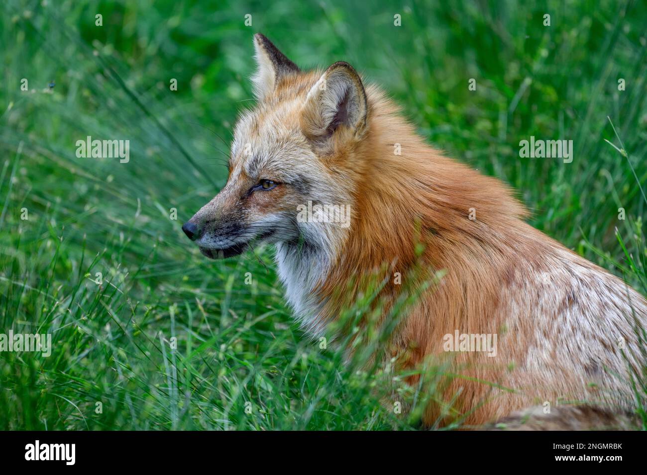Red fox (Vulpes vulpes) lurking in a meadow, animal portrait, Parc ...