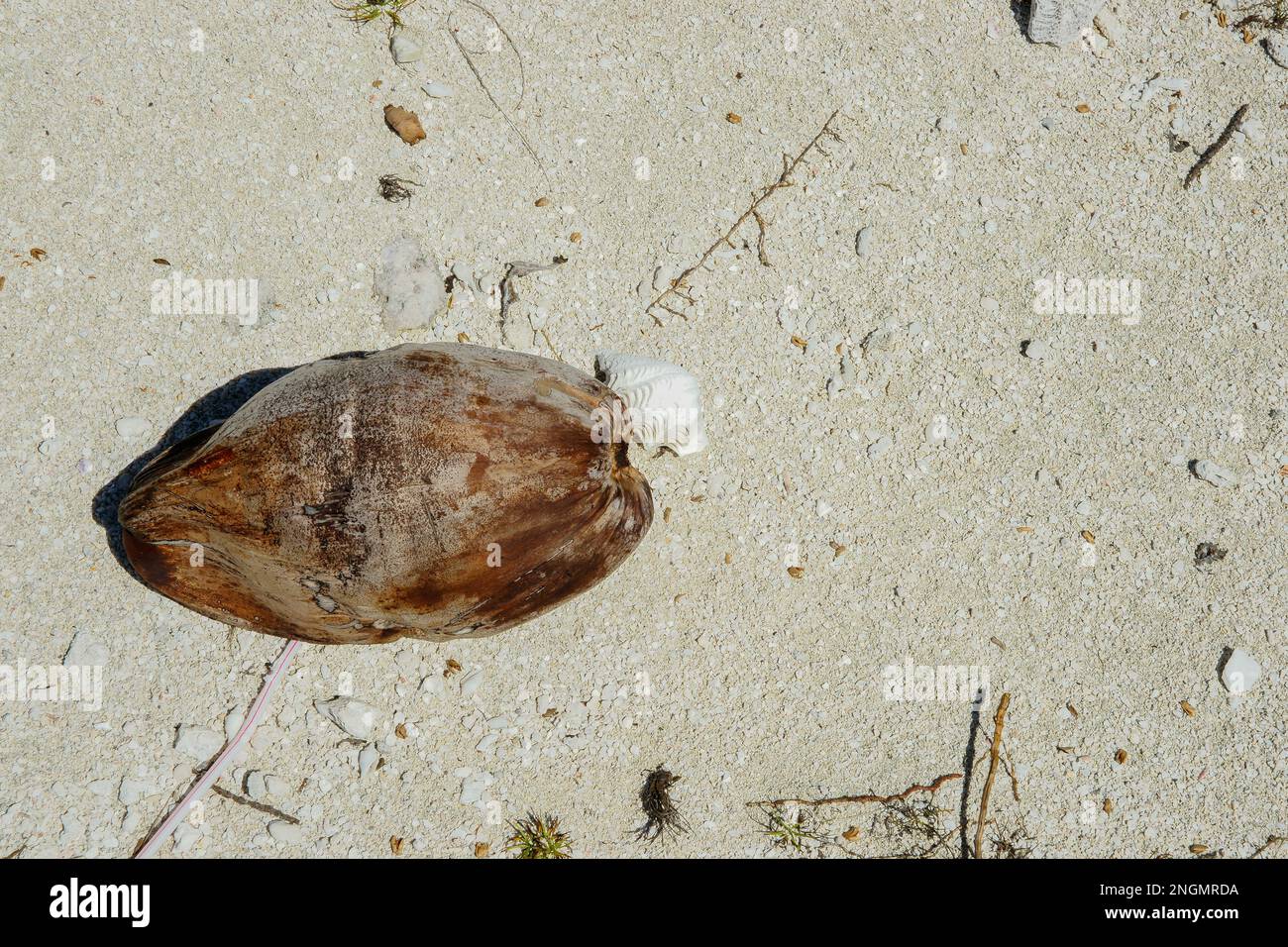 Washed up coconut and white clam-shell on coral beach Stock Photo - Alamy