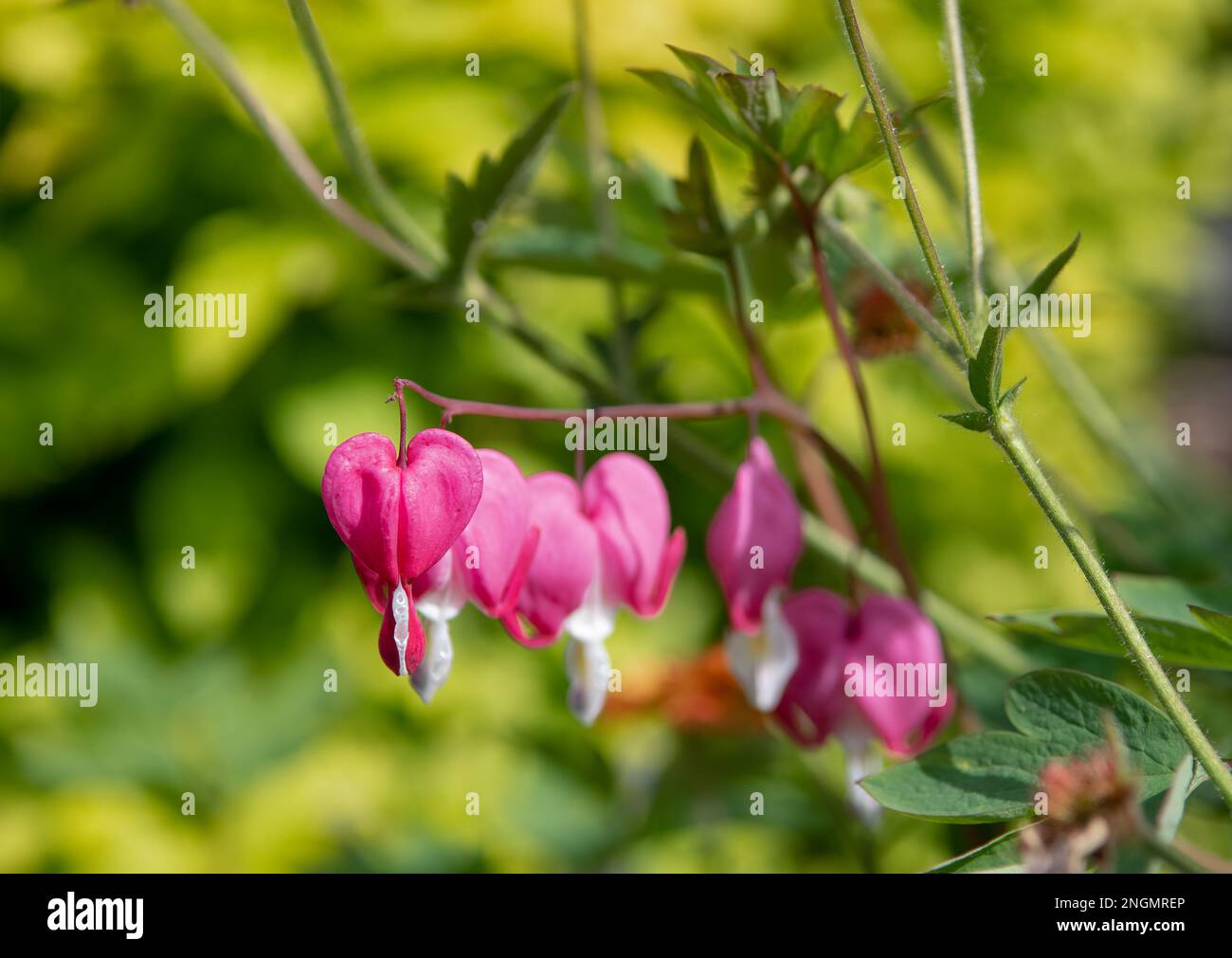 Bleeding heart in flower 'Dicentra spectabilis' Stock Photo - Alamy