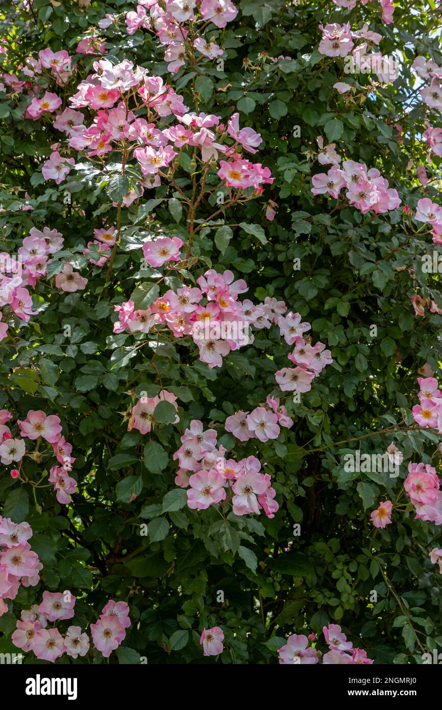 Pink rambling rose hi-res stock photography and images - Alamy