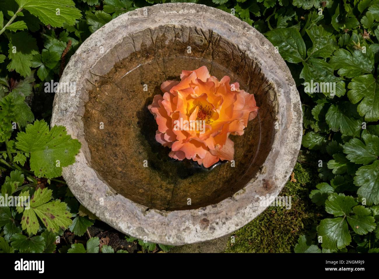 Rose blossom floating in a bowl of water Stock Photo - Alamy