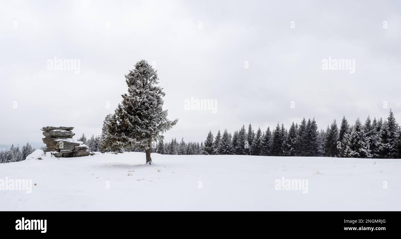 Winter landscape, snow-covered trees at the edge of the forest in front ...
