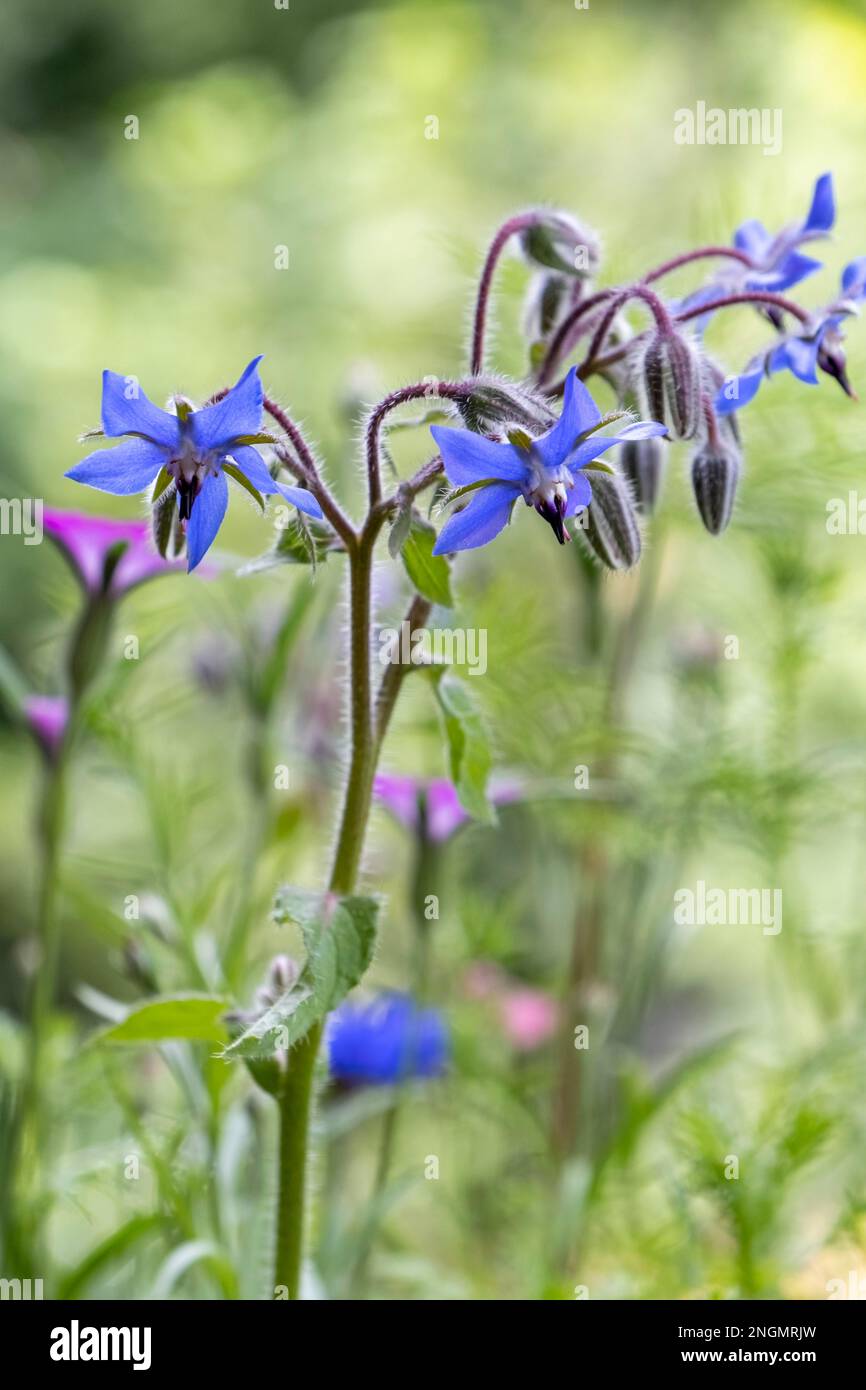 Borage seedling hi-res stock photography and images - Alamy