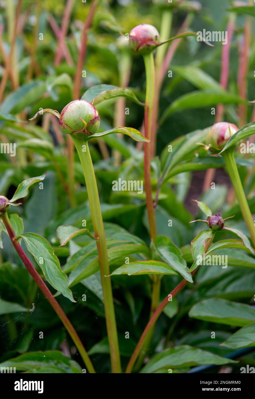 Budding peony hi-res stock photography and images - Alamy
