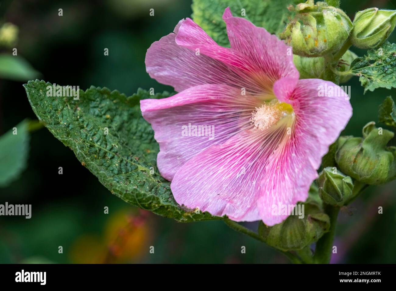 Common hollyhock (Alcea Stock Photo - Alamy