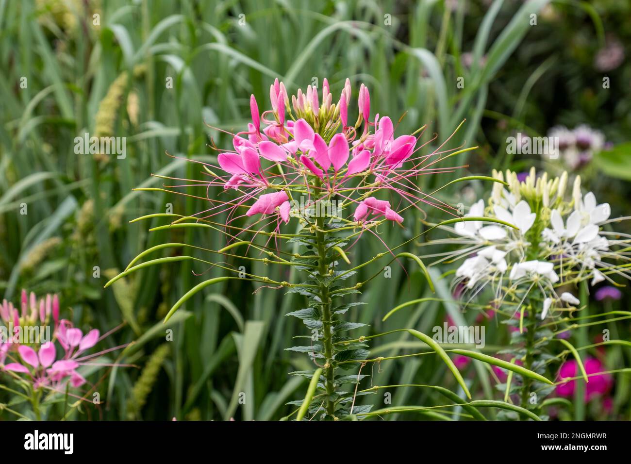 Spiny spiderflowers hi-res stock photography and images - Alamy