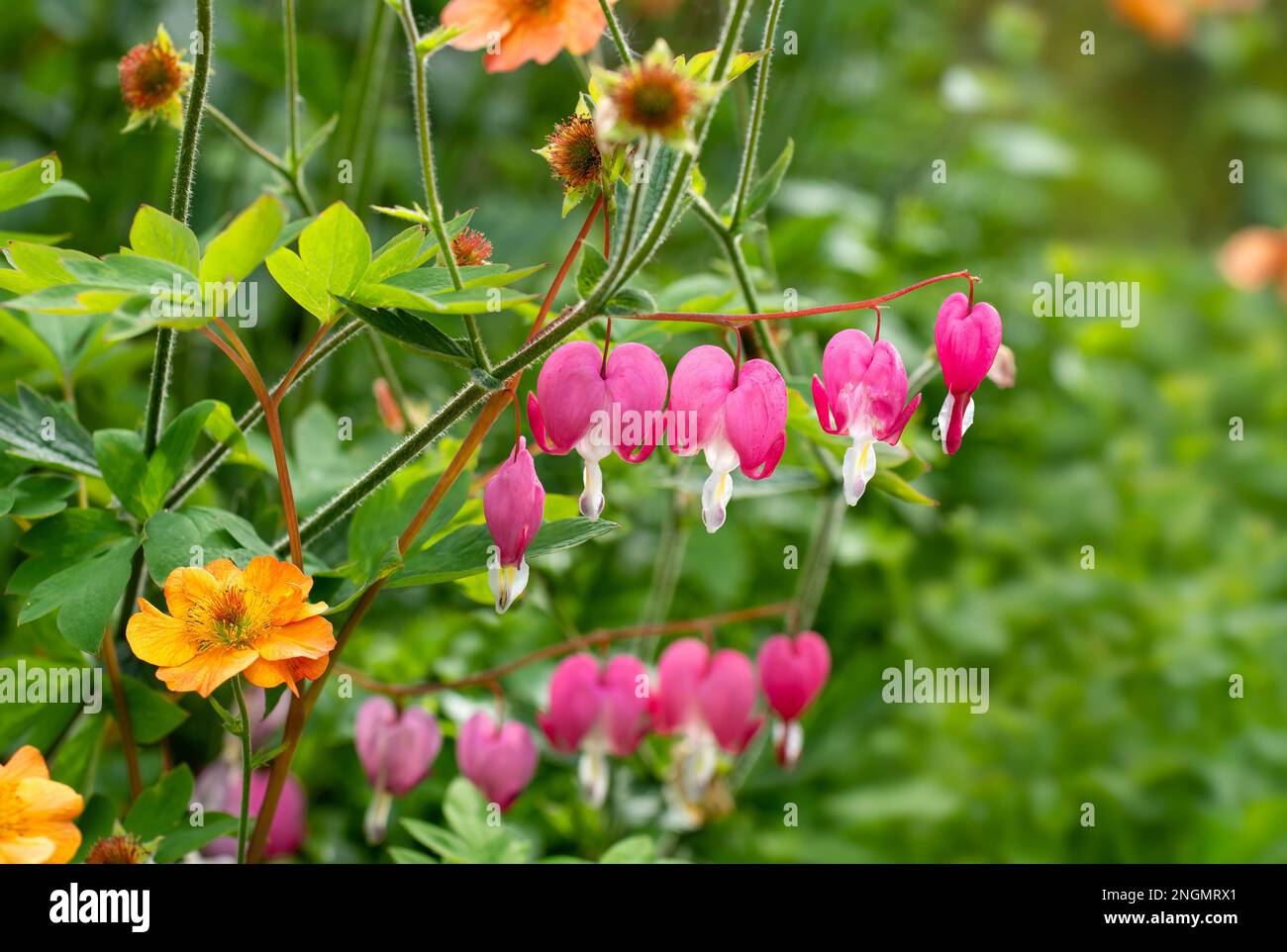Bleeding heart in flower 'Dicentra spectabilis' next to orange ...