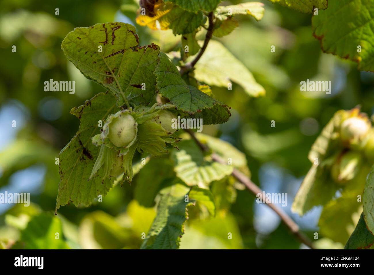 Common hazel (Corylus avellana), also hazel bush or common hazel, with ...