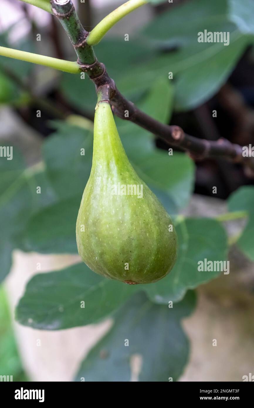 Fig on branch, common fig (Ficus carica), Muensterland, North Rhine ...