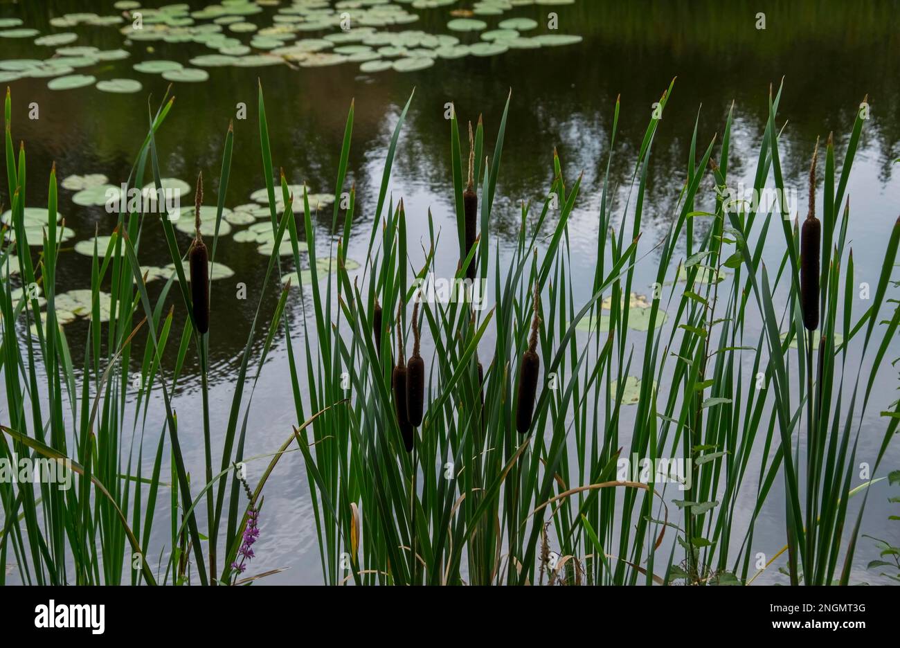 Inflorescence of a bulrush (Typha Stock Photo - Alamy