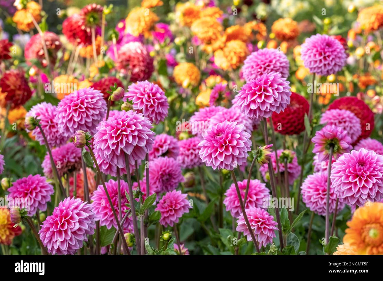 Dahlia orange and white hi-res stock photography and images - Alamy
