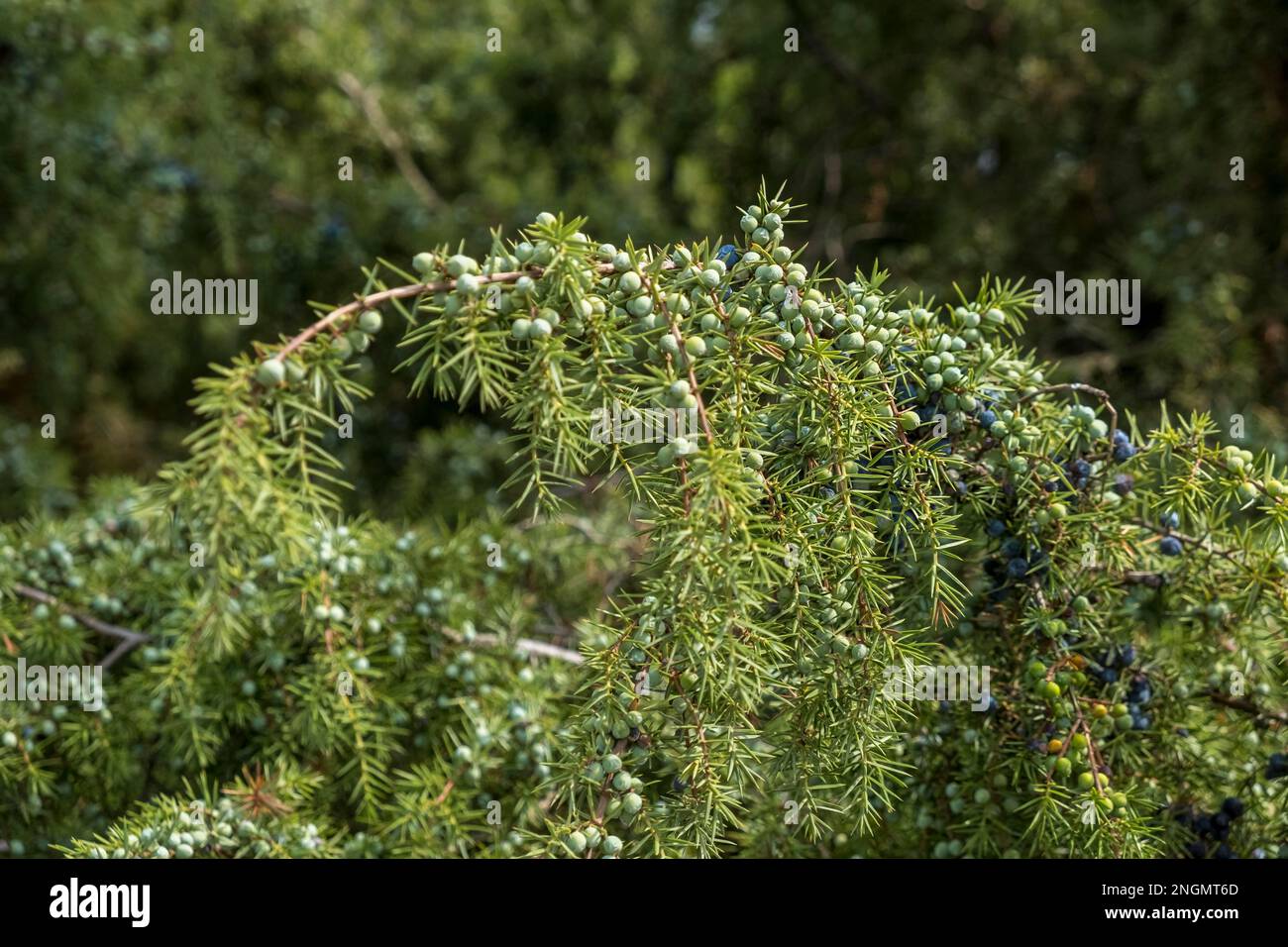 Common Juniper (Juniperus communis Stock Photo - Alamy