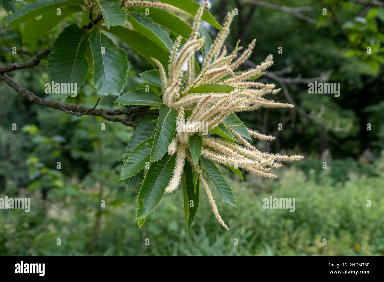 Flowering sweet chestnut tree hi-res stock photography and images - Alamy