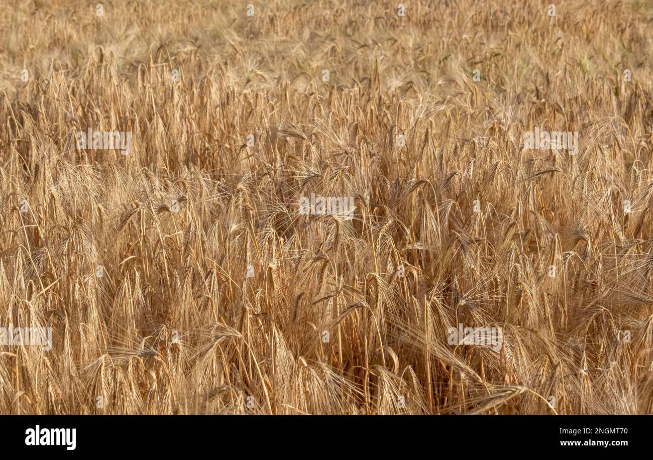 Summer barley seed hi-res stock photography and images - Alamy