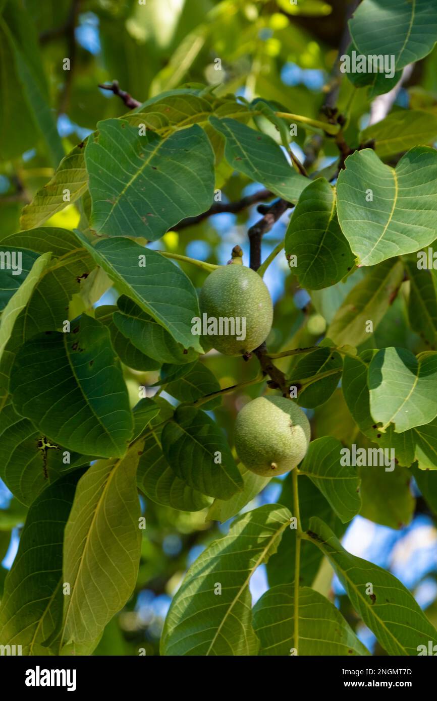 Persian walnut (Juglans regia), walnut tree Stock Photo - Alamy