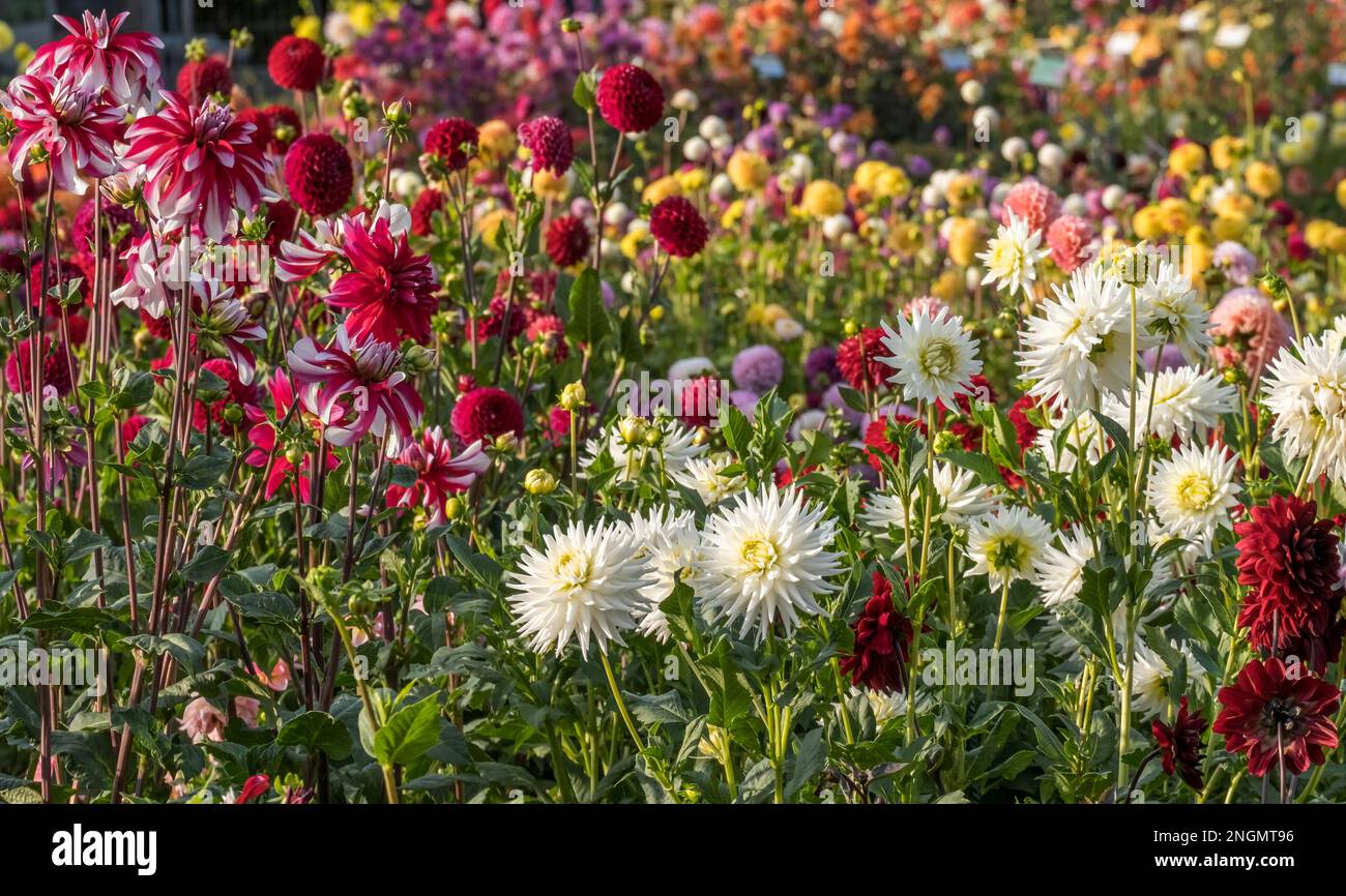 Dahlia crop hi-res stock photography and images - Alamy
