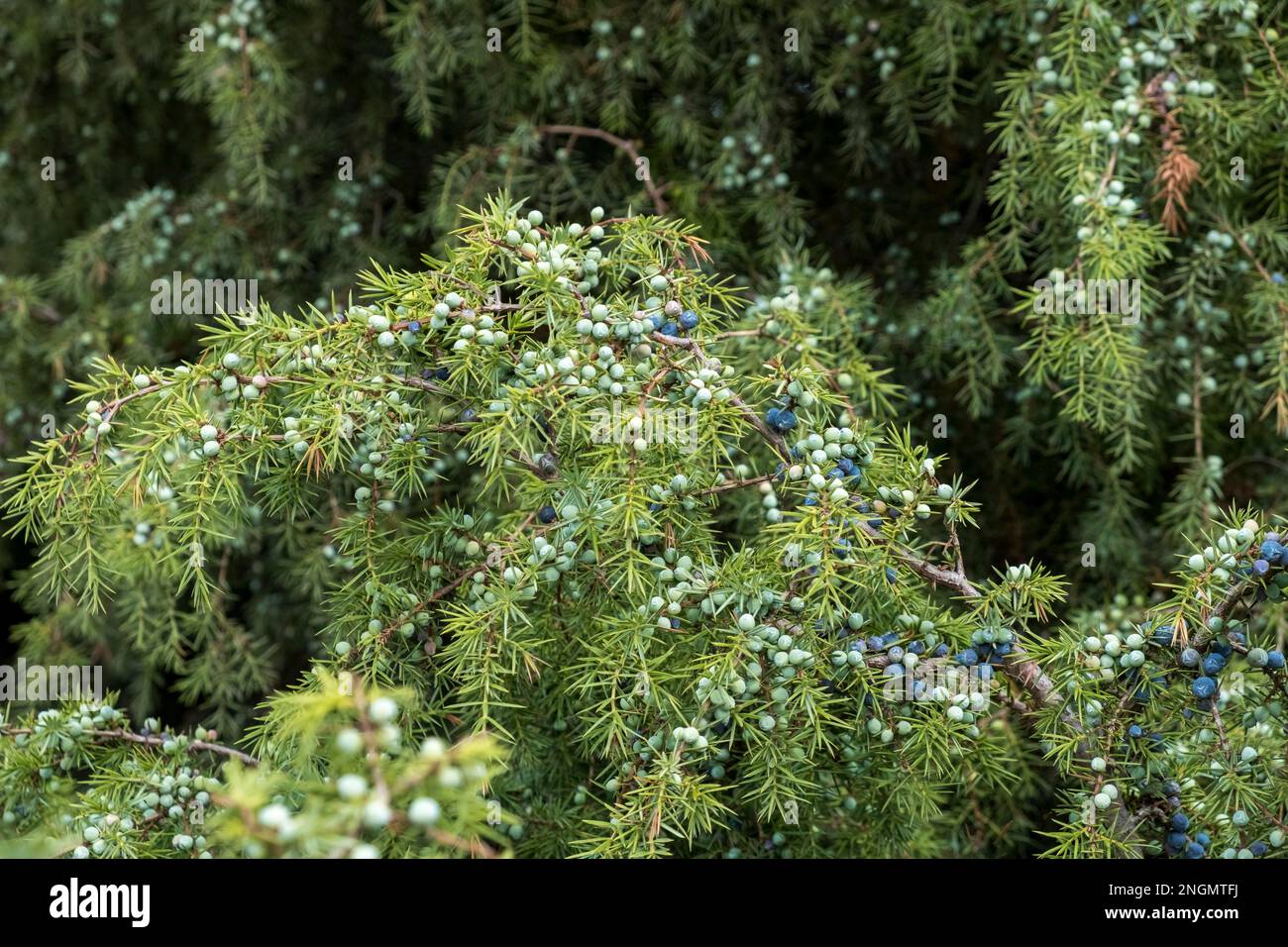 Common Juniper (Juniperus communis Stock Photo - Alamy