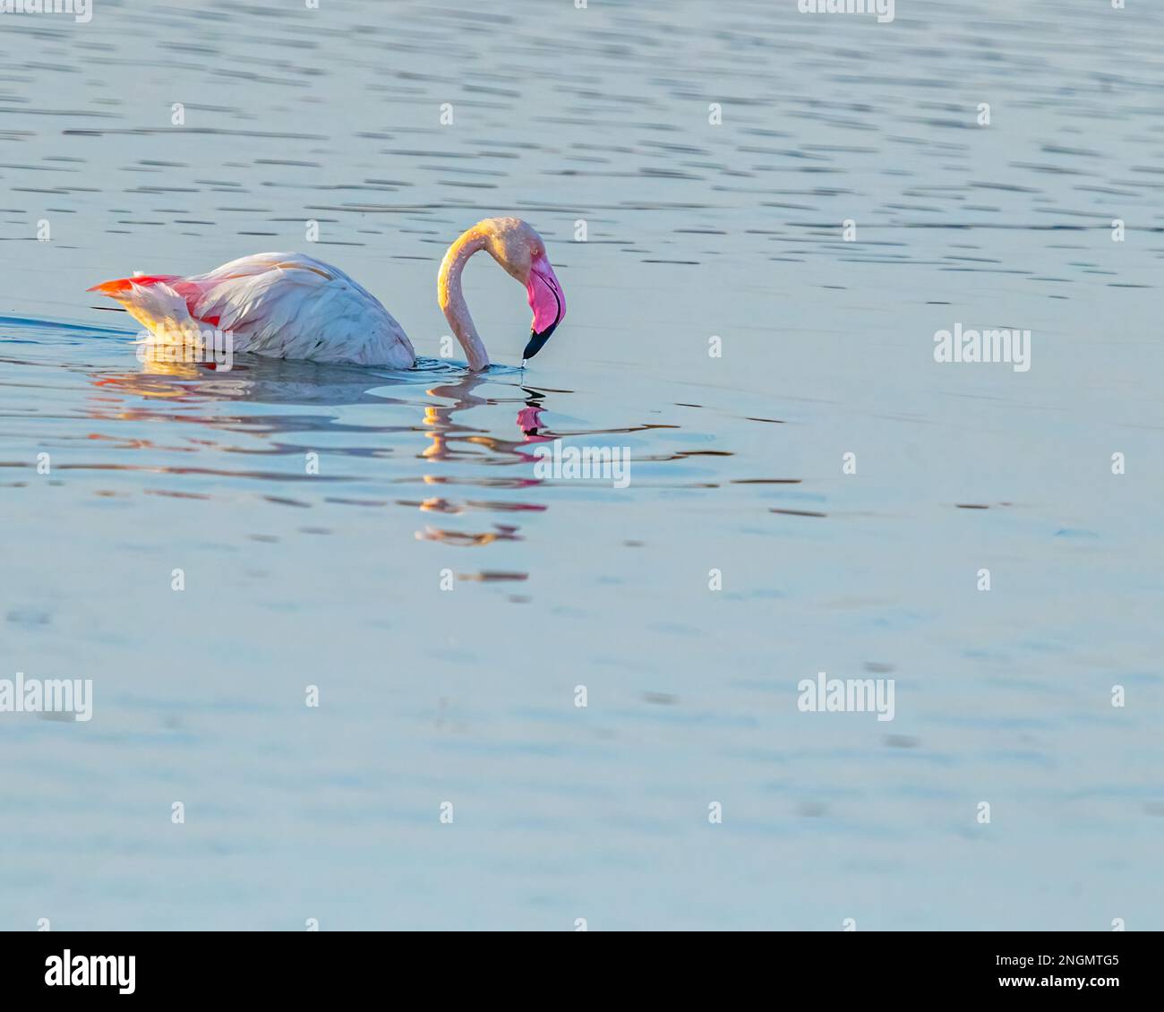 A Flamingo swimming in a lake Stock Photo - Alamy