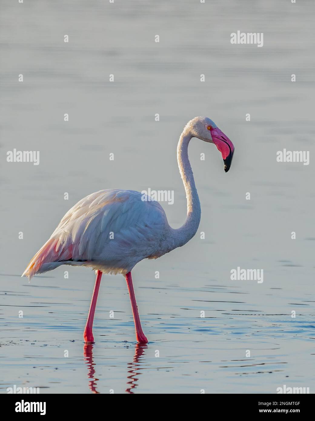 Flamingo walking hi-res stock photography and images - Alamy