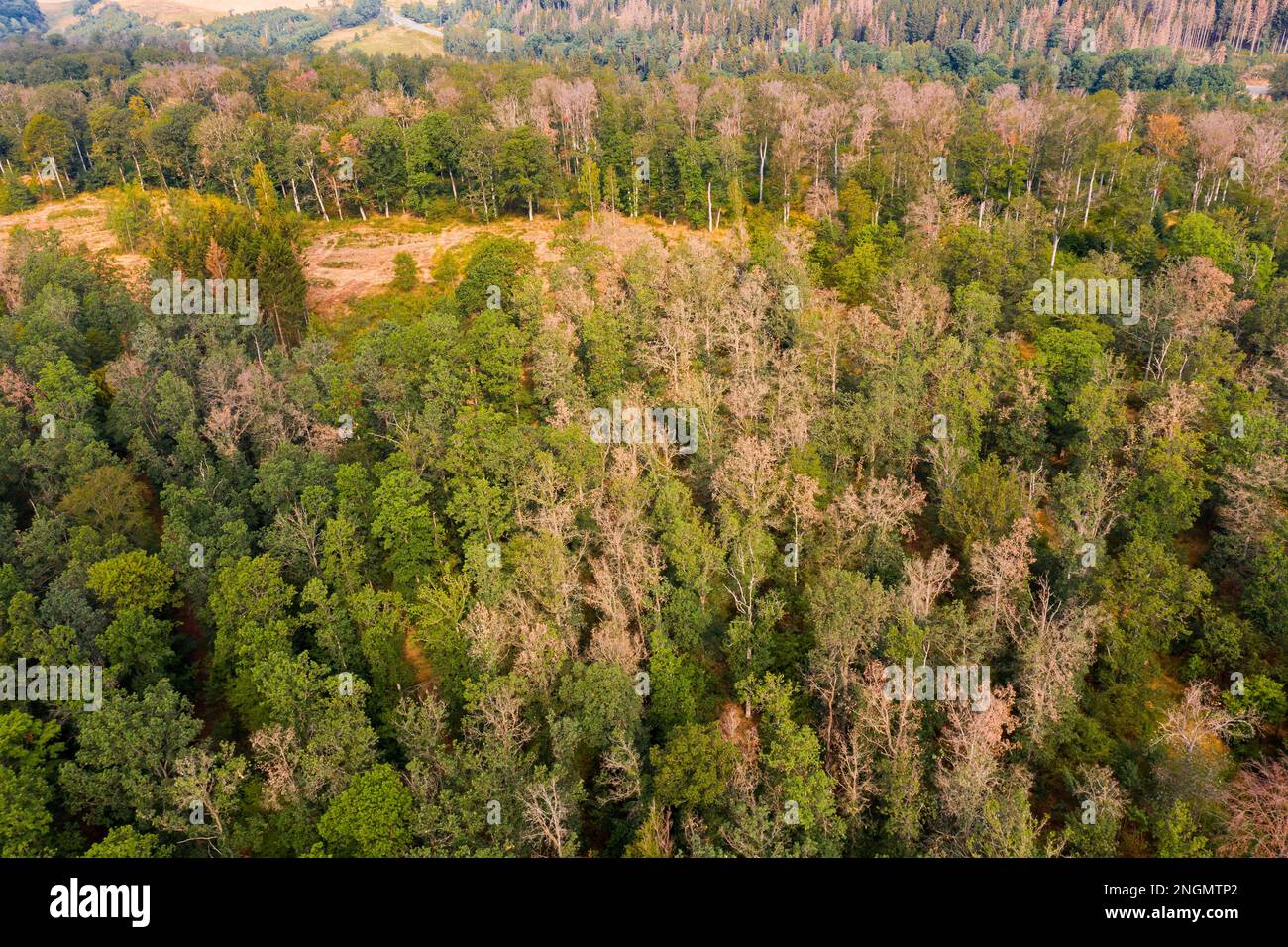 Climate change in the Harz dying forest Stock Photo - Alamy