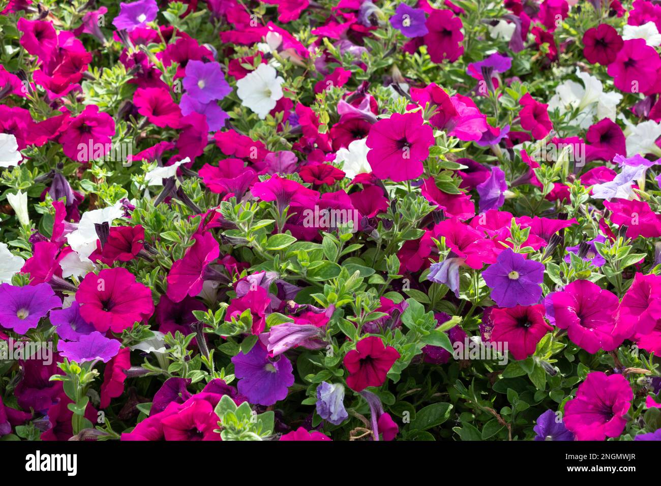 Petunia display hi-res stock photography and images - Alamy