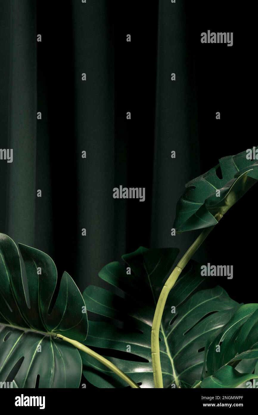 Monstera detail hi-res stock photography and images - Alamy