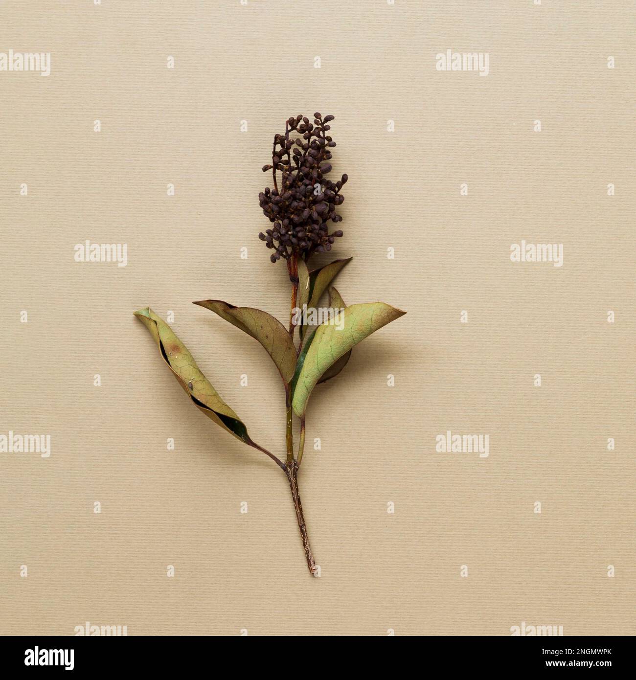 Stem dried high grass hi-res stock photography and images - Alamy