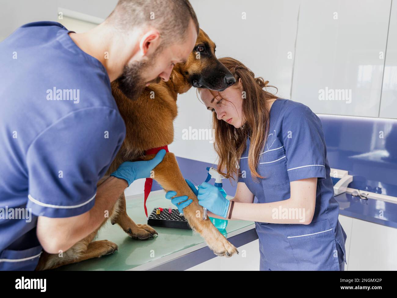 Dog helping person hi-res stock photography and images - Alamy