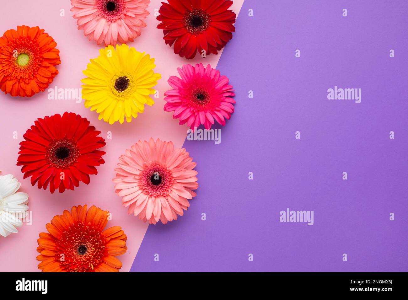 Beautiful violet gerbera flower hi-res stock photography and images - Alamy