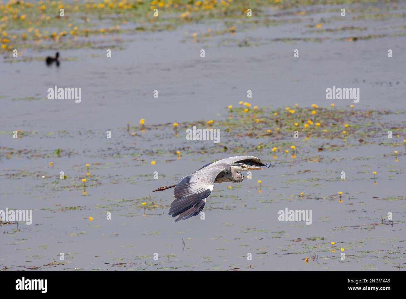 Big water bird hi-res stock photography and images - Alamy