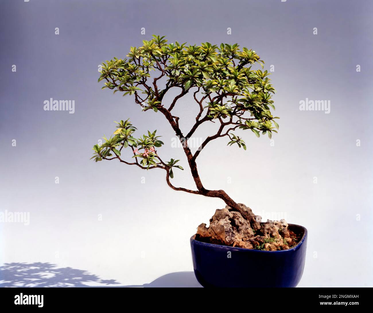 Bonsai Ixora Stricta Style: Slanting, Root Over Rock, India Stock Photo ...