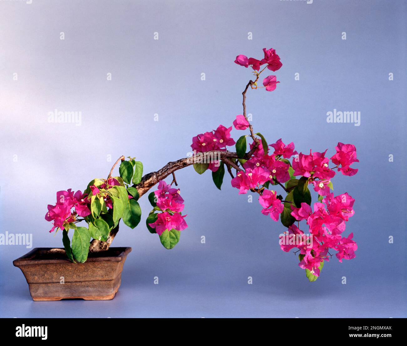 Bonsai Bougainvillea Style: Wind Blown Tree, India Stock Photo - Alamy