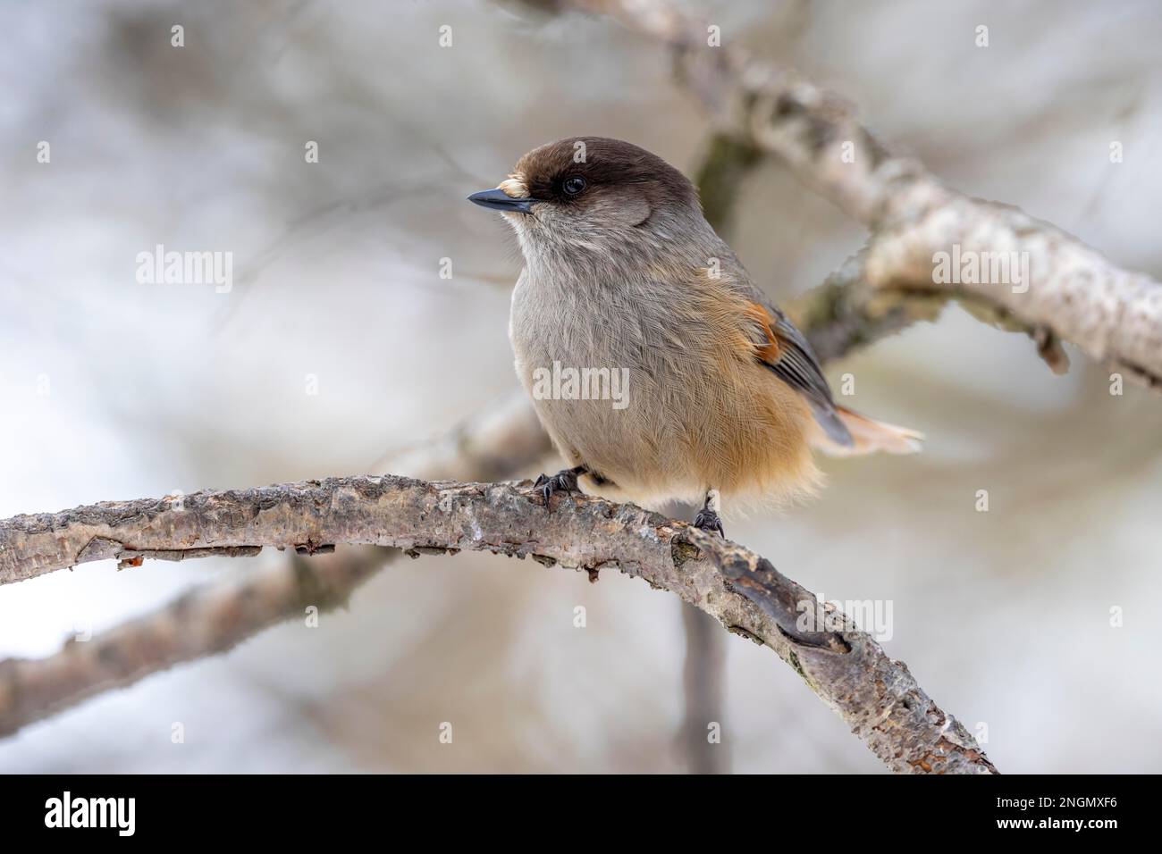 Siberian jay (Perisoreus infaustus), on branch, Kaaman, Lapland ...