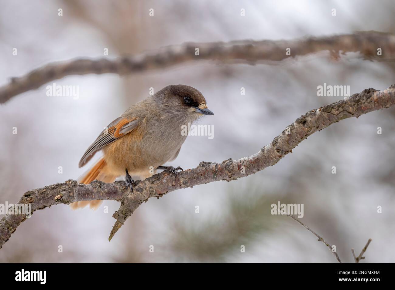Siberian jay (Perisoreus infaustus), on branch, Kaaman, Lapland ...