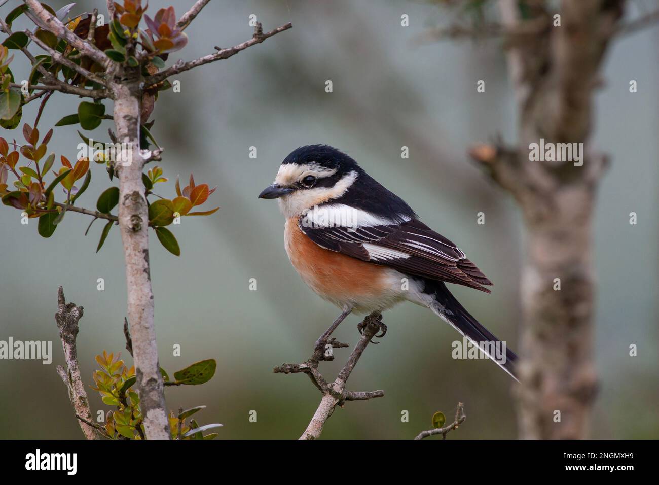 bird looking around in woodland, Masked Shrike, Lanius nubicus Stock ...