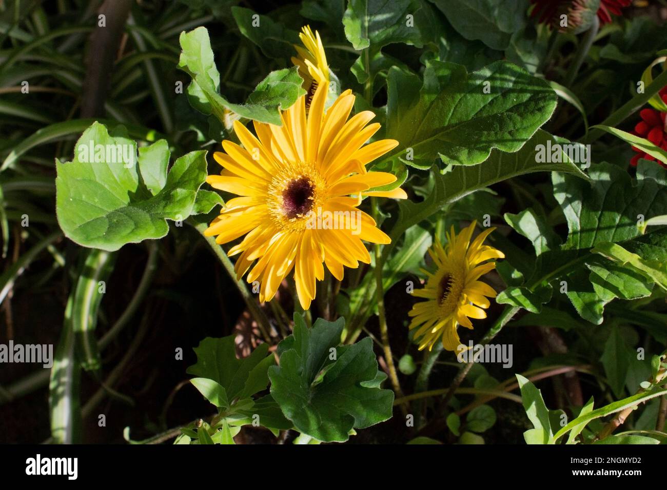 A yellow gerbera flower bloomed in the garden. Flowering and growth of ...