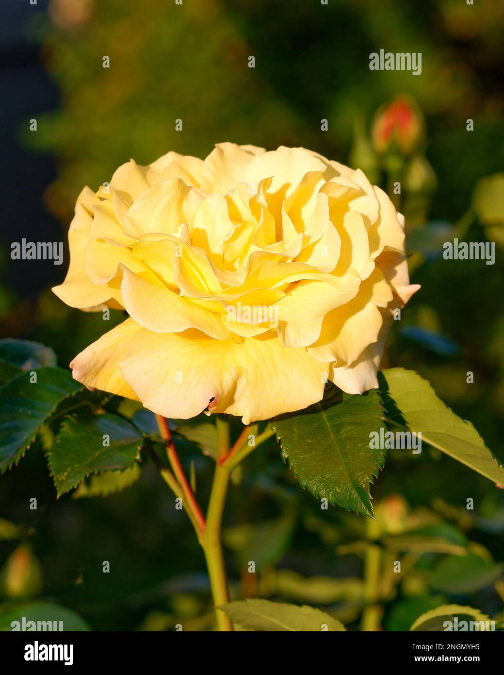 Yellow rose flower in the garden. Growing ornamental flowers in a ...