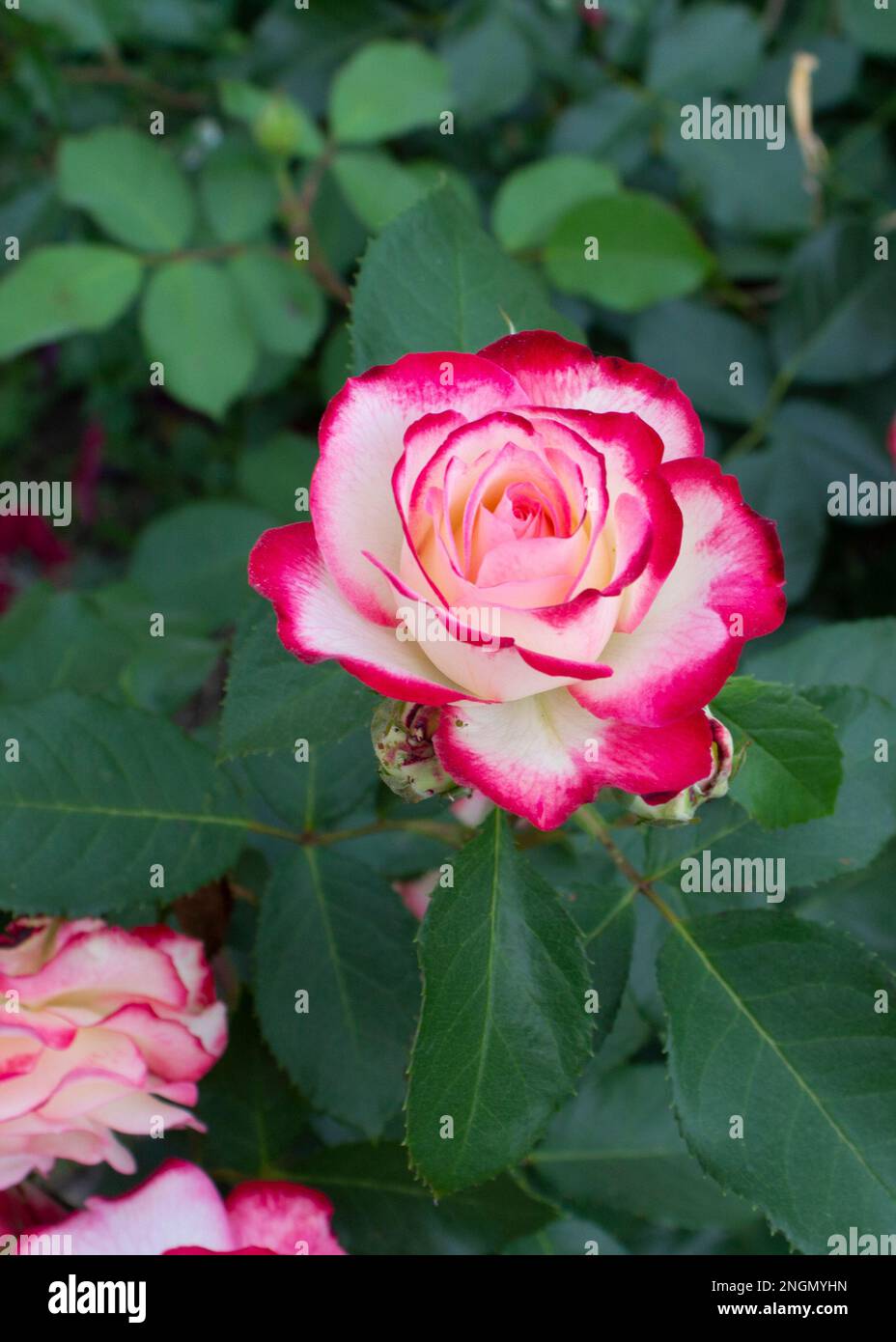 A beautiful rose flower in the garden. Growing ornamental flowers in ...