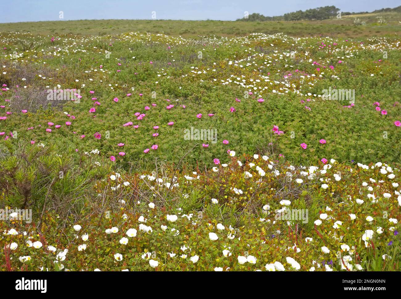 spring flowers on maritime heath Costa Vicentina NP, Portugal April ...