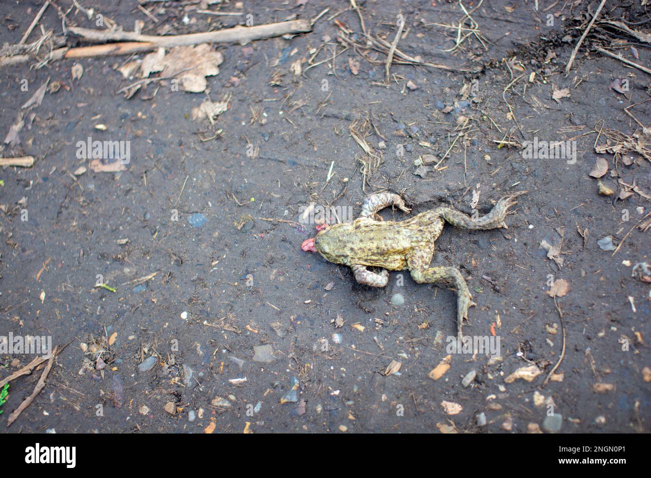 Squashed frog hi-res stock photography and images - Alamy