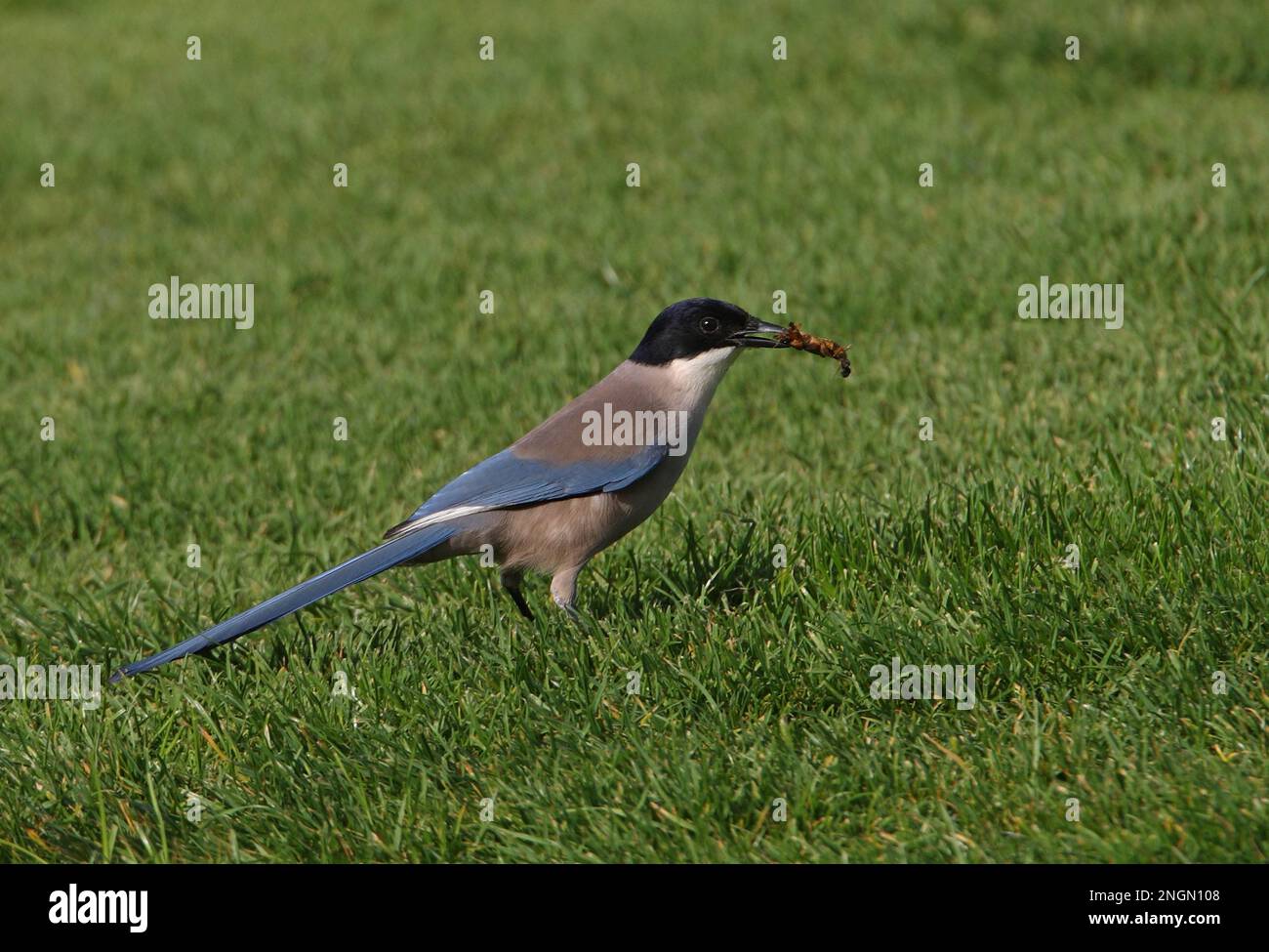 Azure-winged Magpie (Cyanopica cyanus) adult standing on short grass ...