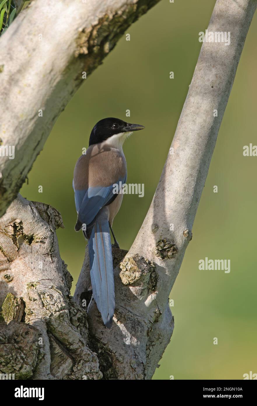 Azure-winged Magpie (Cyanopica cyanus) adult perched in tree Algarve ...
