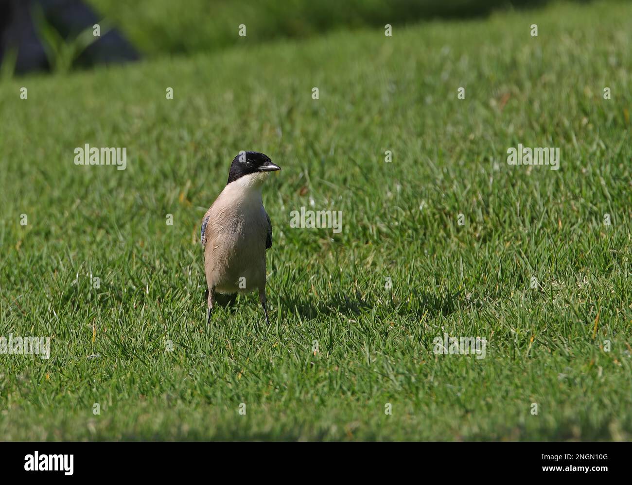 Azure-winged Magpie (Cyanopica cyanus) adult standing on short grass ...