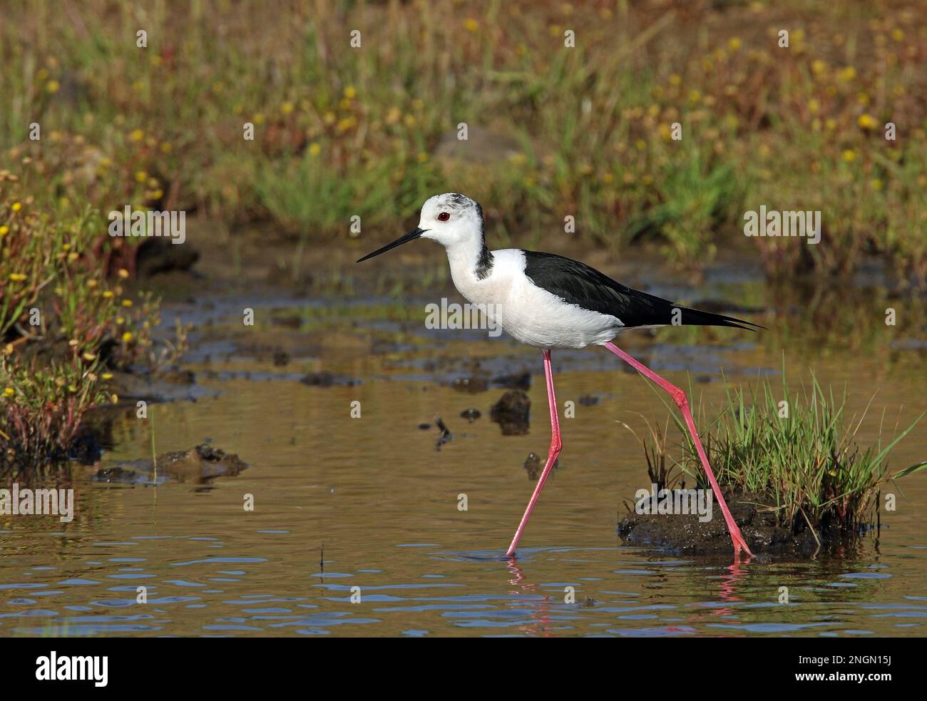 Black-winged Stilt (Himantopus himantopus) adult female walking in ...